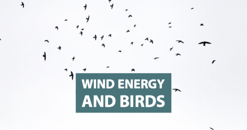 Clean Grid Alliance | Wind Energy and Birds